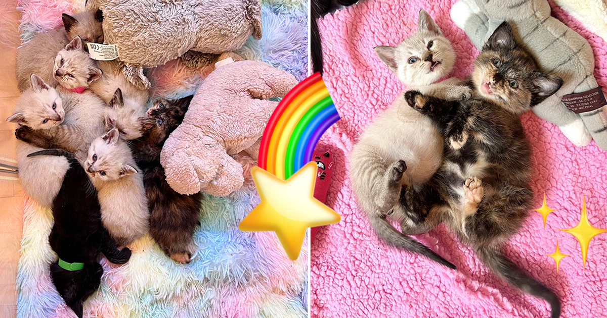 'Rainbow Brite Kittens' Shine Like Stars Thanks to Foster Mom