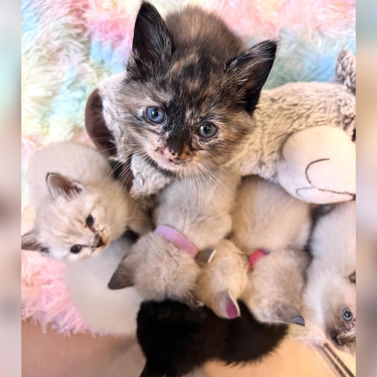 'Rainbow Brite Kittens' Shine Like Stars Thanks to Foster Mom