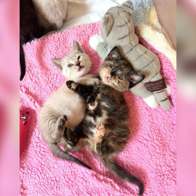 'Rainbow Brite Kittens' Shine Like Stars Thanks to Foster Mom