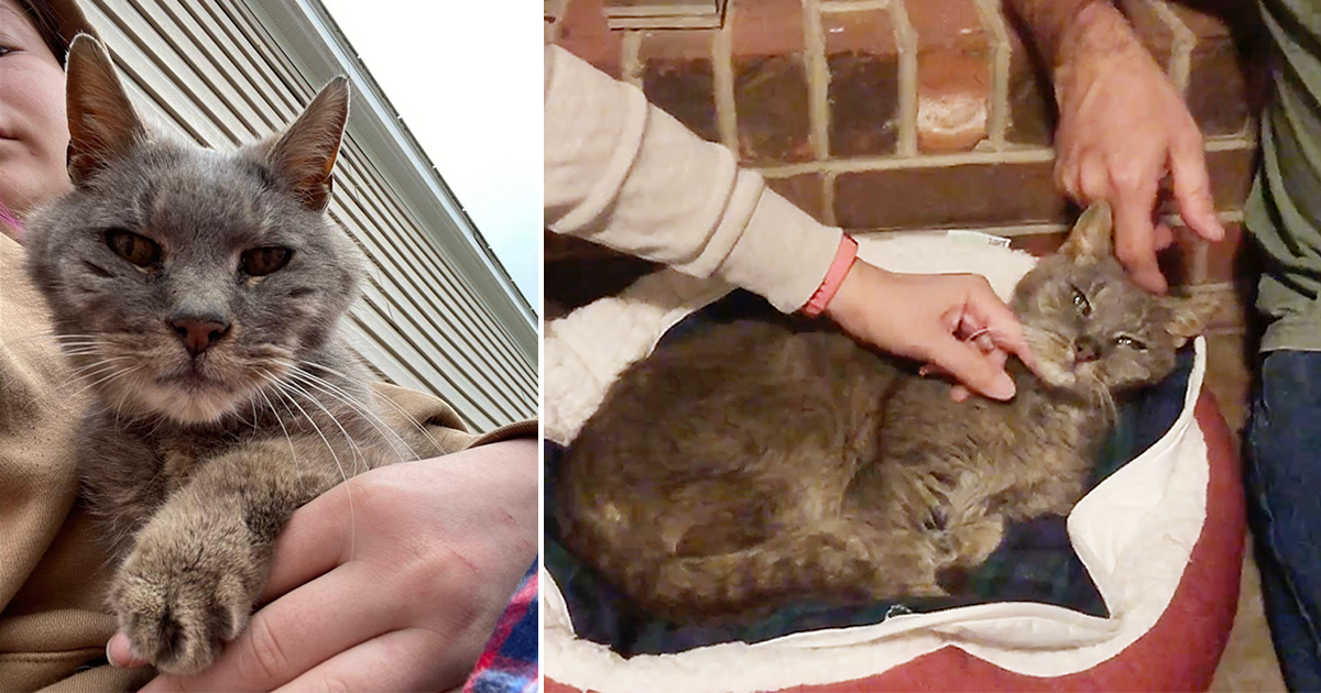 Family Reunites With Ritz, Cat Missing 16 Years, After Receiving Text