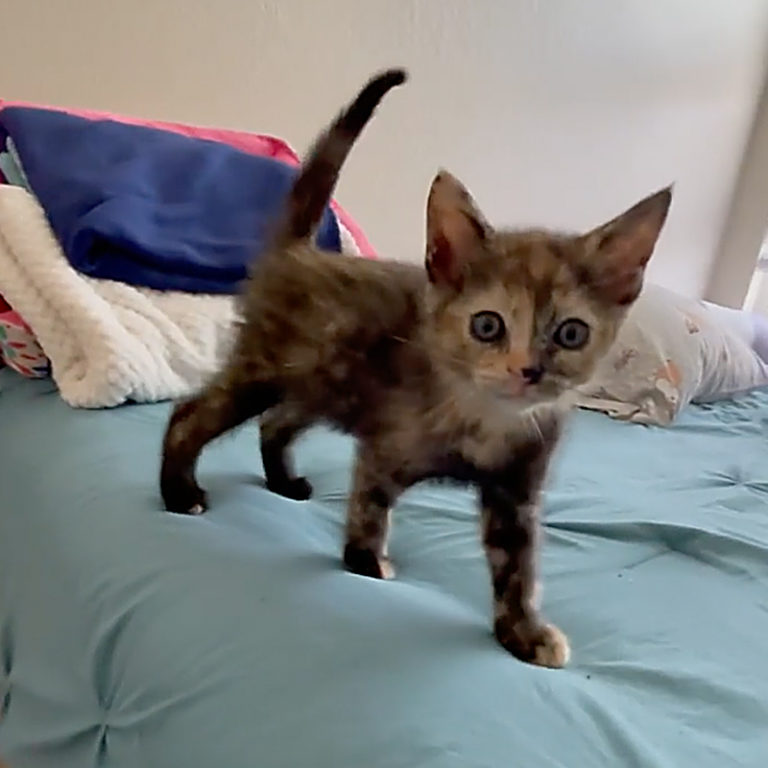 Adorable Rescued Kitten Sulley Performs Cute 'Trick' for Foster Momma