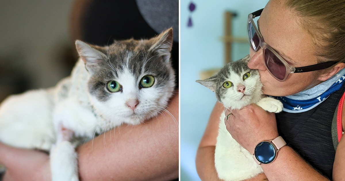 Rescuers Celebrate Transformation of 'Shiva,' Kitten Saved with Leg Injury