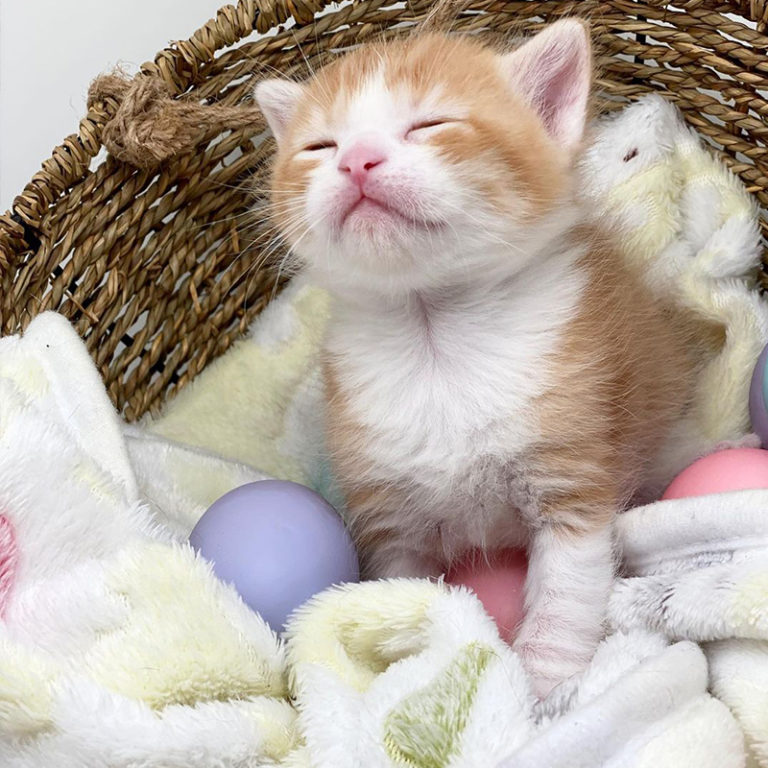 Meet Mama Freckles and Her Delightful Kitten 'Easter Eggs'