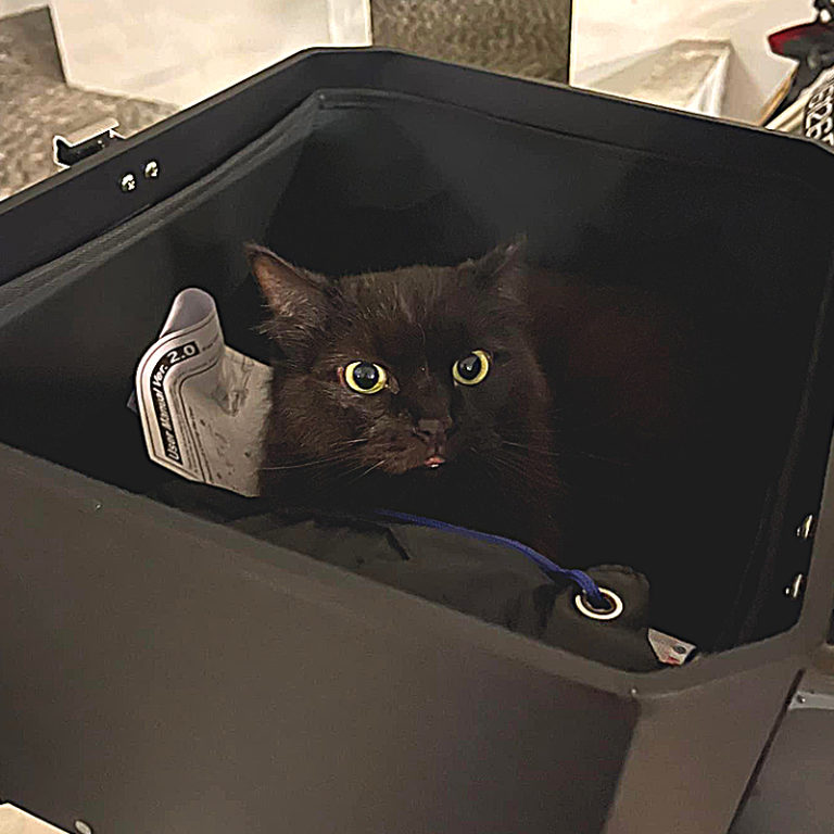 Motorcycle Rider Saves 'Toothless the Dragon' Cat From Tunnel