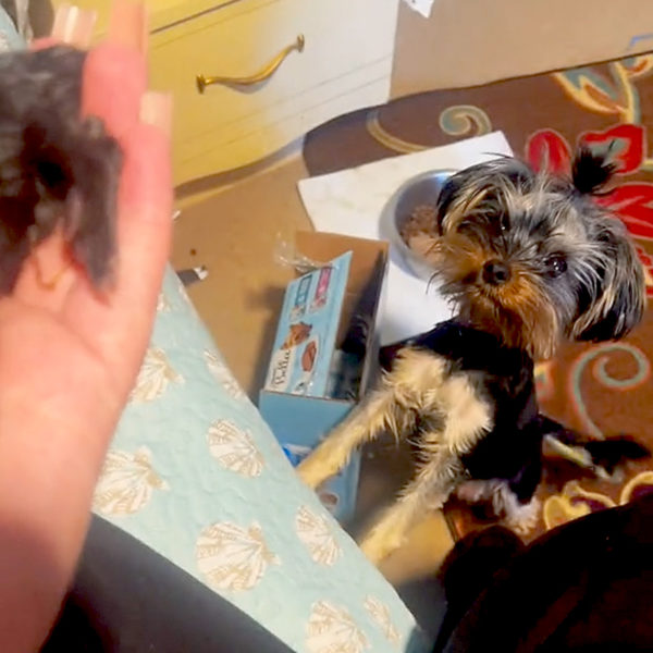 TikTok Users Convinced a Yorkie Gave Birth to a Kitten