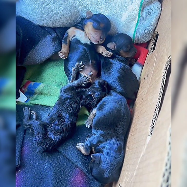 TikTok Users Convinced a Yorkie Gave Birth to a Kitten – Just Pawsome Pets