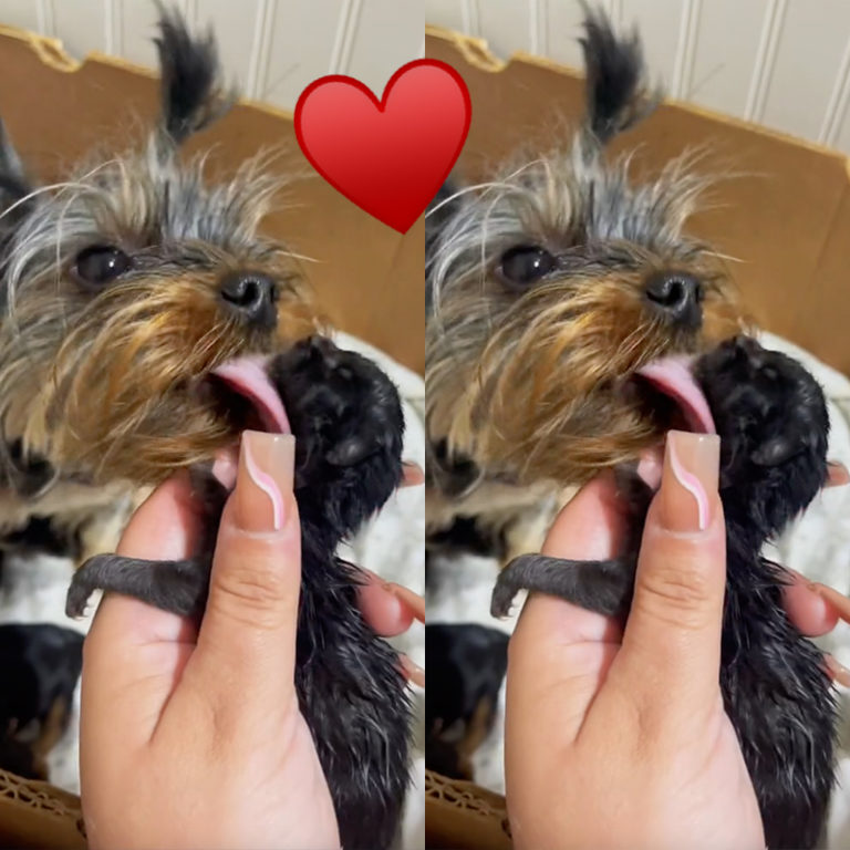 TikTok Users Convinced a Yorkie Gave Birth to a Kitten – Just Pawsome Pets