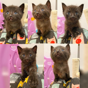 Foster Mom Shares Story of Caring for Five Identical Black Kittens