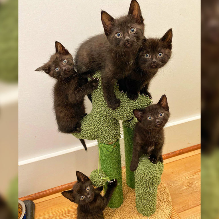 Foster Mom Shares Story of Caring for Five Identical Black Kittens
