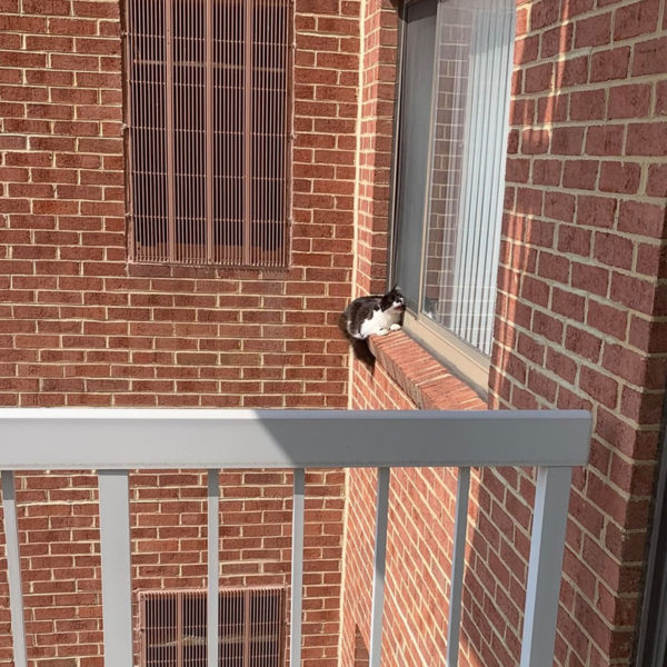 Heroes Come to Rescue After Woman Finds Cat on Window Ledge