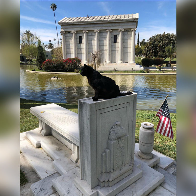 'Close Up' the Cat Poses for Tours in the Hollywood Forever Cemetery