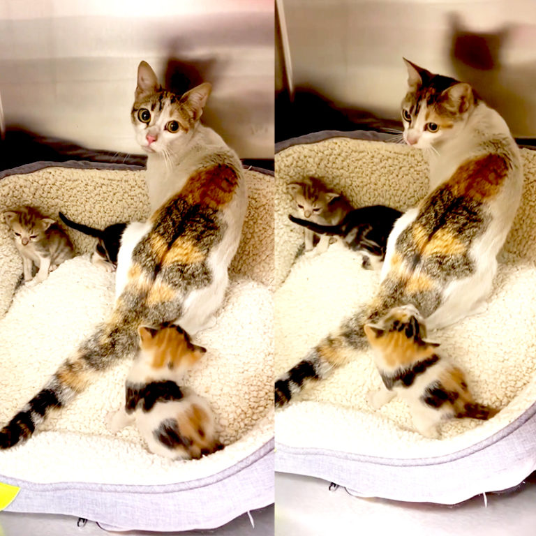 Nathan The Cat Lady Works Out Way to Rescue Kittens Near Gym