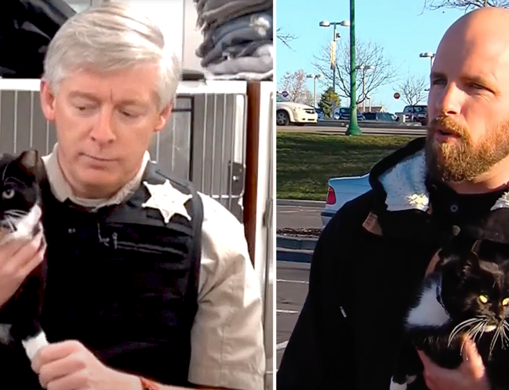 VIDEO: 3 Kittens Meow to Stranger for Help - Cole & Marmalade