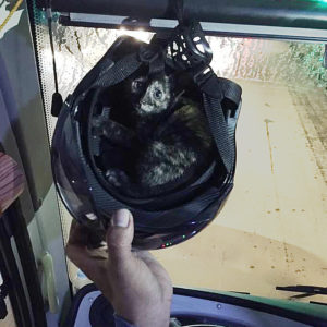 Kitten Saved by Mini-Bus Driver Becomes His Official Bus Buddy