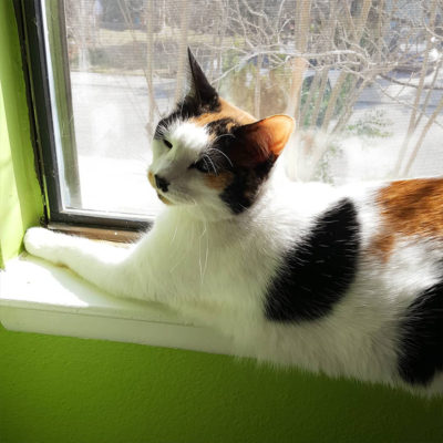 Ceramics Artist Who Shares Studio with Cats Creates Magical Felines