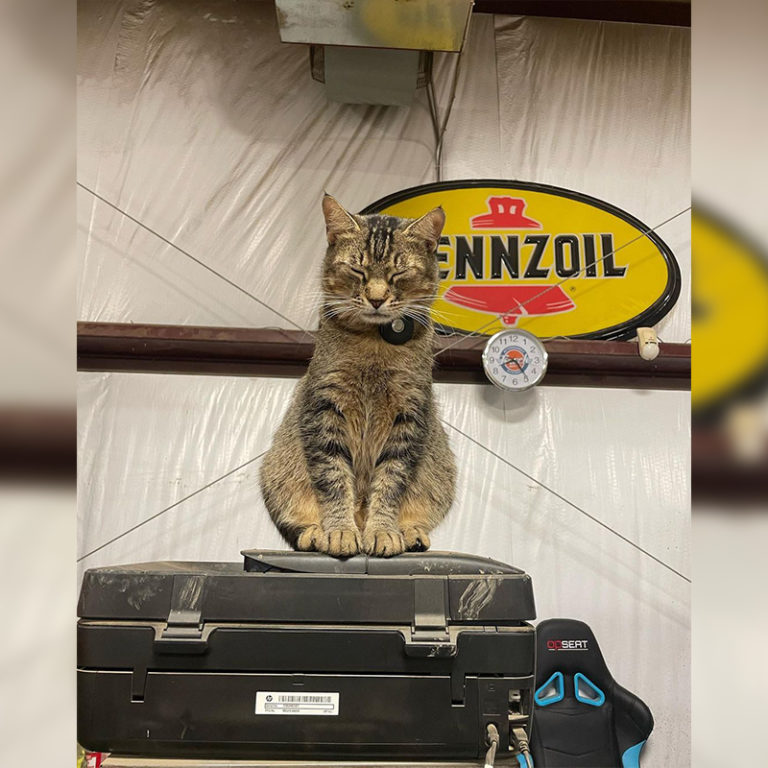 How Buster The Junkyard Cat Showed Up One Day and Became King