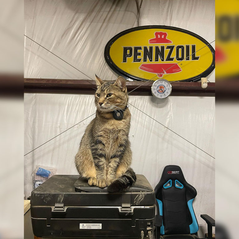 How Buster The Junkyard Cat Showed Up One Day and Became King