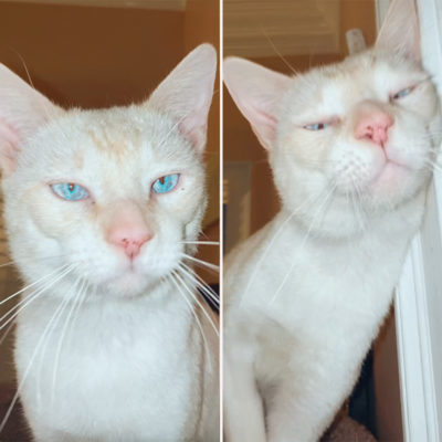 Mom Brings Back Stray Cat 'Chico' from Mexico in Viral TikTok