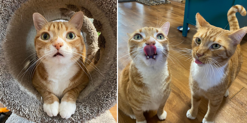 Mews & Info - Cole & Marmalade