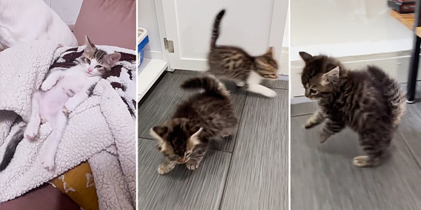 Foster Mom Captures the Funniest Moments While Fostering Kittens