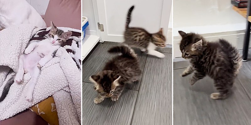 Foster Mom Captures the Funniest Moments While Fostering Kittens