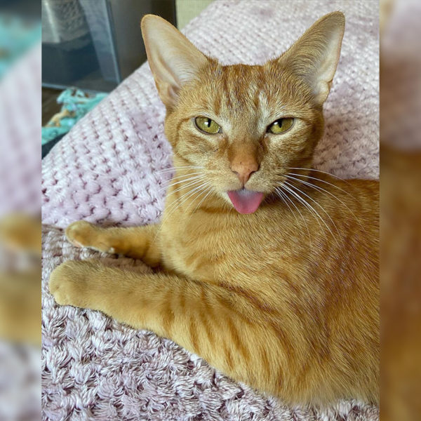 Thank You For Being A Furriend: Meet the Golden Girls Kittens