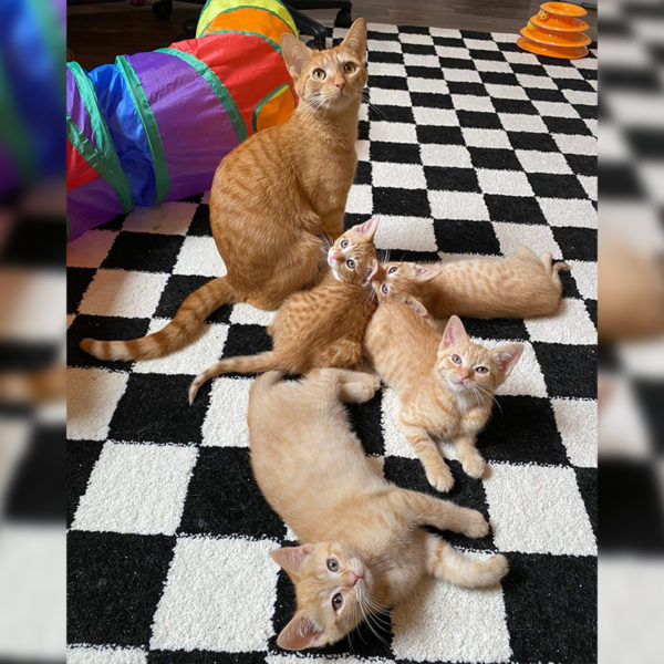 Thank You For Being A Furriend: Meet the Golden Girls Kittens