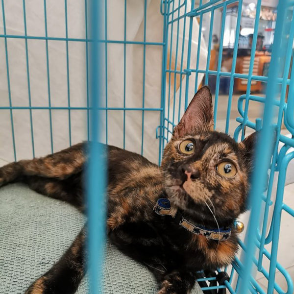 Kitten Saved by Mini-Bus Driver Becomes His Official Bus Buddy