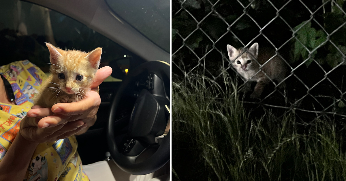Late Night Text Saying 'Help' Leads to Good News for One Lost Kitten