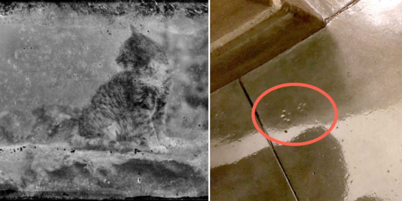 A 'Demon Cat' Haunts The Halls of The Capitol Building-What's The ...