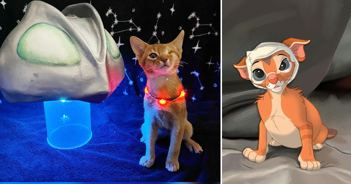 Out of This World Update on Noggin the Kitten – Where is He Now?