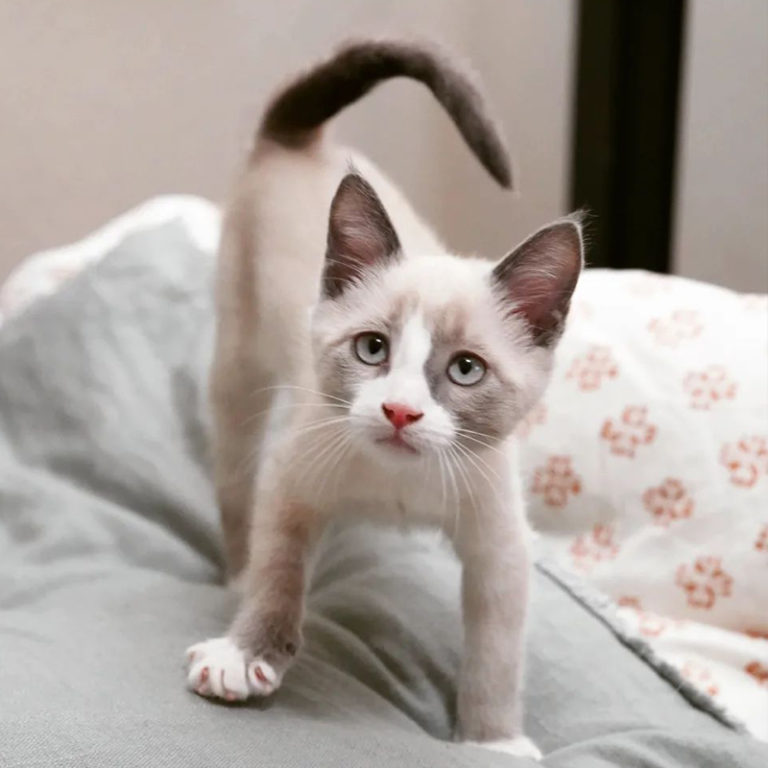 Blair, Kitten Saved from a Wall Finds Home in Adorable Bonded Foster Trio