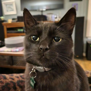 Ceramics Artist Who Shares Studio with Cats Creates Magical Felines