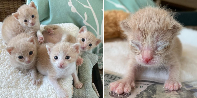 Meet the Roys, the Cutest 'Little Lions' Named for 'Succession' Characters