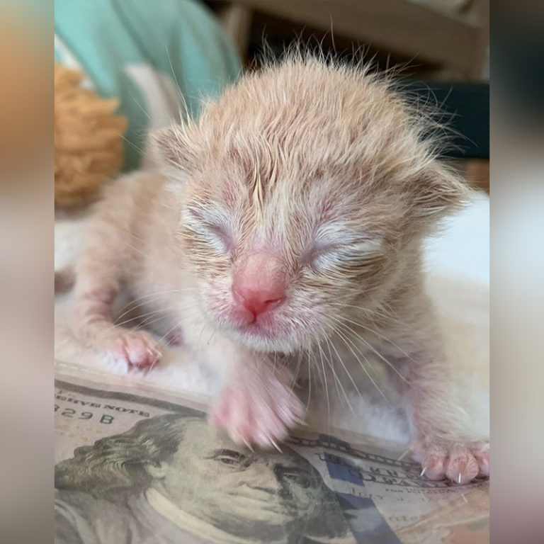 Meet the Roys, the Cutest 'Little Lions' Named for 'Succession' Characters