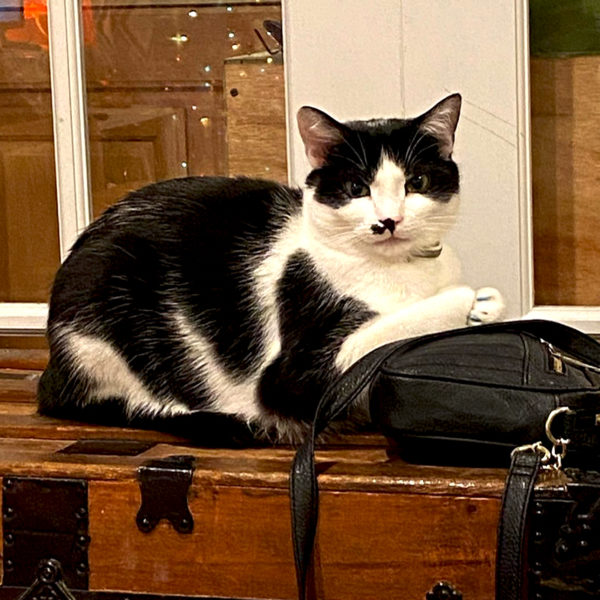 Family Cat Thomas is Inseparable from Kitten Found Abandoned