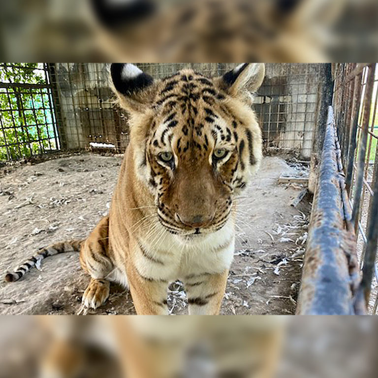 After Years of Torment, Elderly Lioness and Her Big Cat Sisters Find Peace