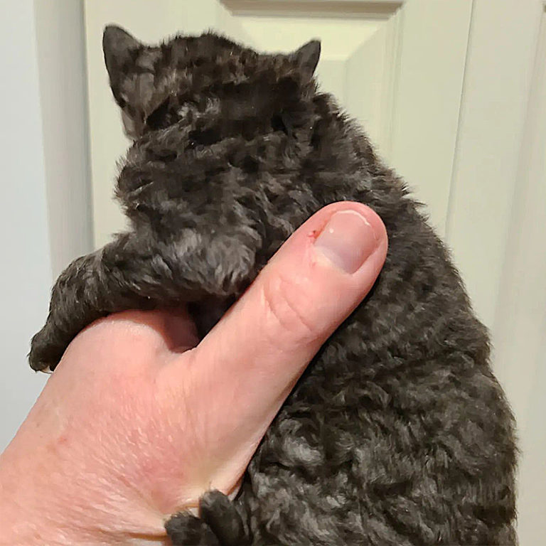 Rescue Saves Adorable Polydactyl Kitten with 'Incredibly Huge' Paws