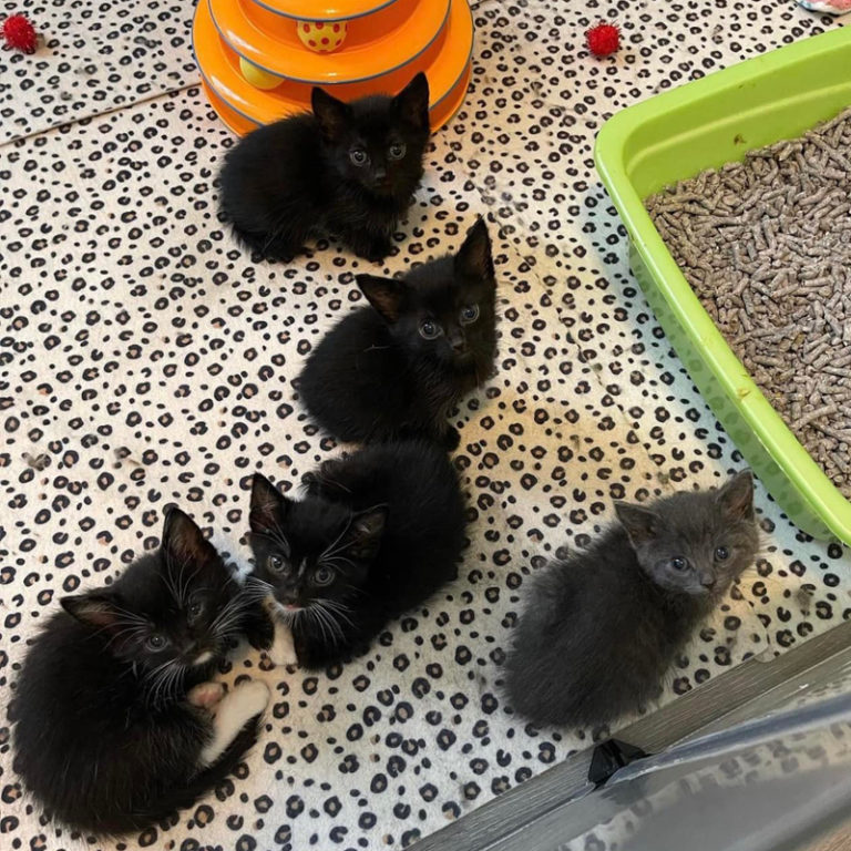 'Mama Inky' Chirps About Her Precious Kittens in Viral TikToks