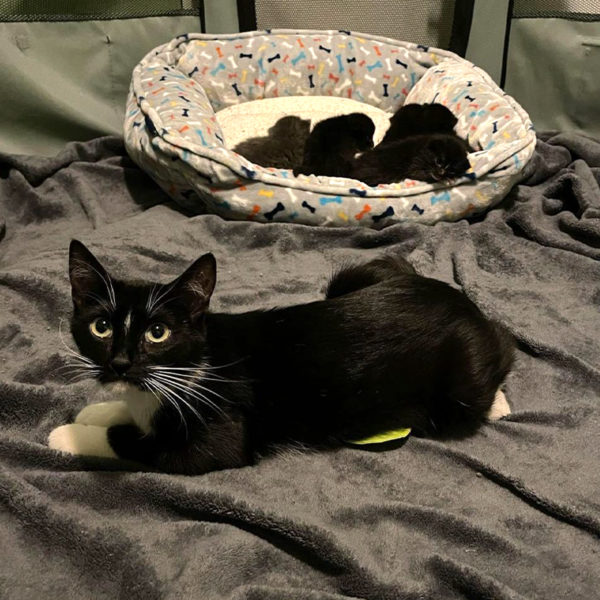 'Mama Inky' Chirps About Her Precious Kittens in Viral TikToks