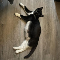 'Mama Inky' Chirps About Her Precious Kittens in Viral TikToks