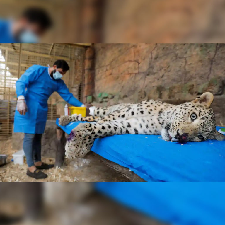Rescuers Race To Save Extremely Rare Persian Leopard Caught in Trap