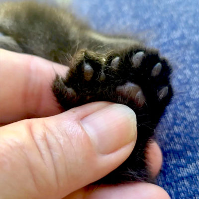 Rescue Saves Adorable Polydactyl Kitten with 'Incredibly Huge' Paws