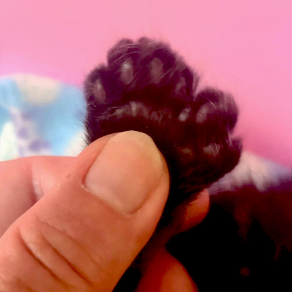 Rescue Saves Adorable Polydactyl Kitten with 'Incredibly Huge' Paws