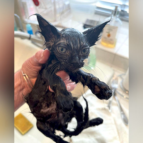 Rescued Kitten Goes from Shelter to 'Ultimate Mini-Panther Palace'