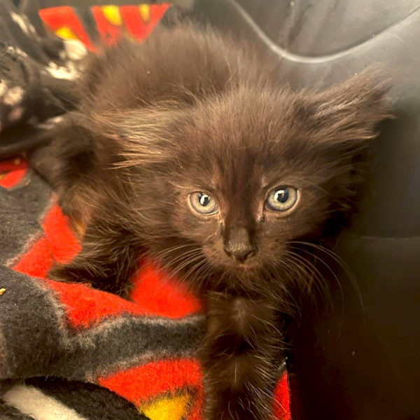 Rescued Kitten Goes from Shelter to 'Ultimate Mini-Panther Palace'