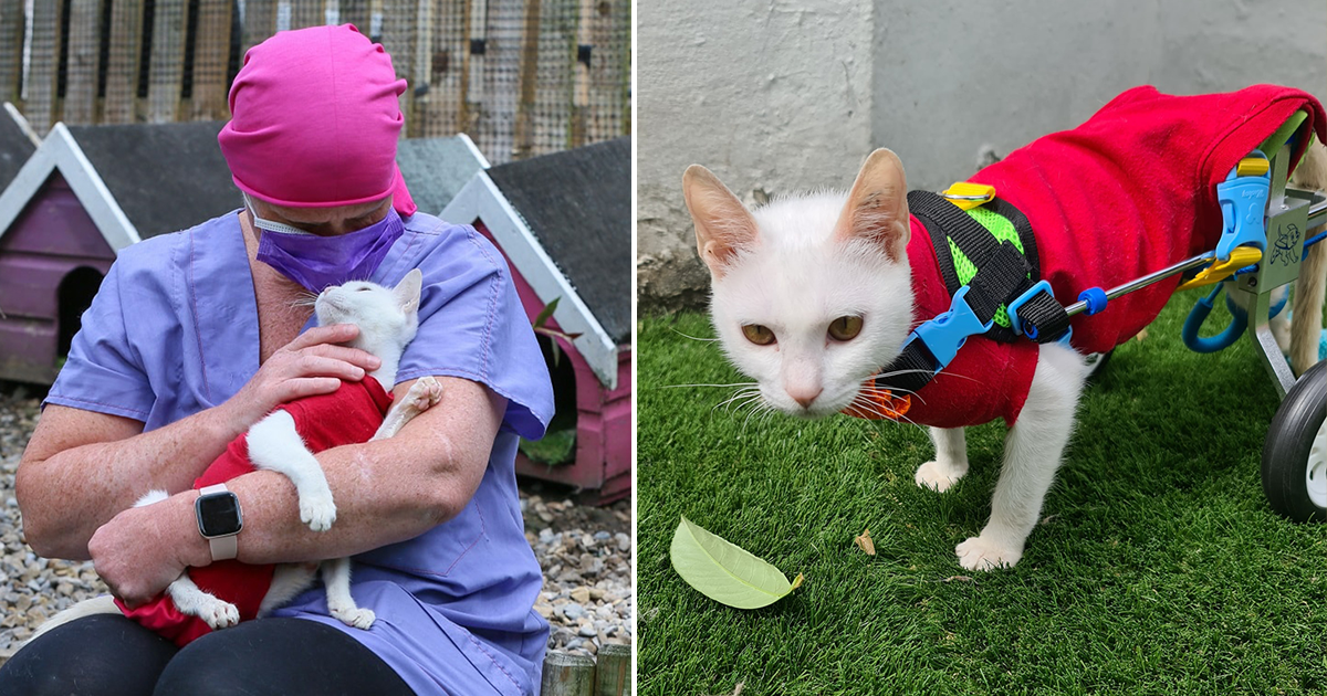 Cat Paralyzed After Accident Gets a New Life Across the World