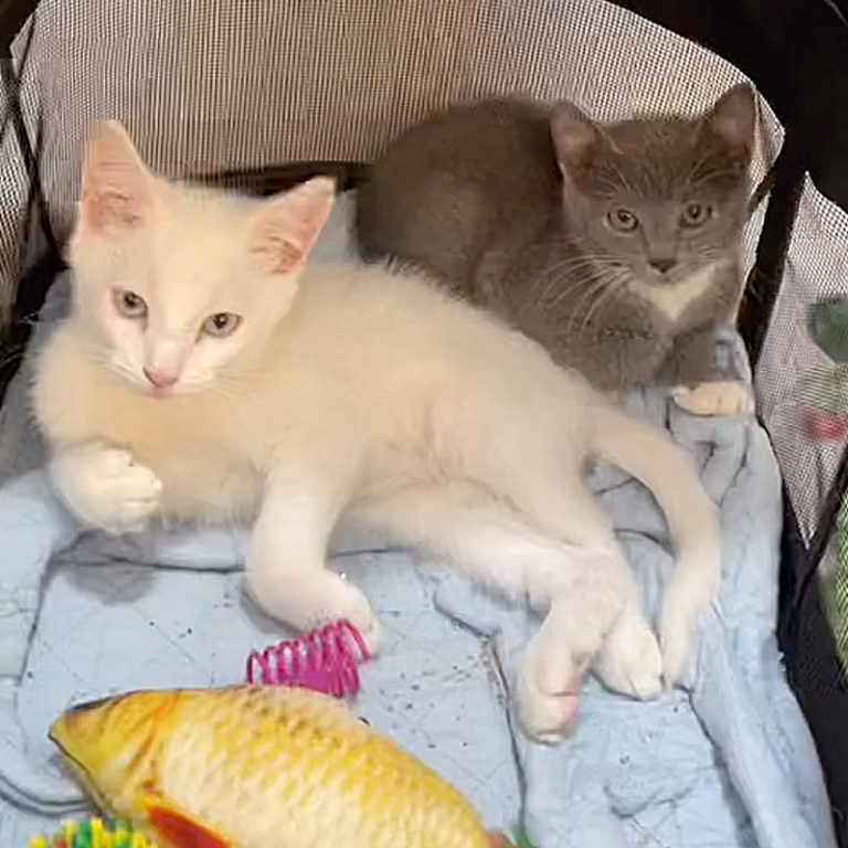 New Home Comes with Cat 'Cooper,' Then 'Mini Cooper' Shows Up