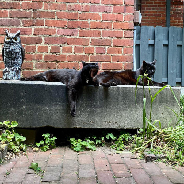 Poe Museum is Home to Black Cat Guides, Pluto and Edgar
