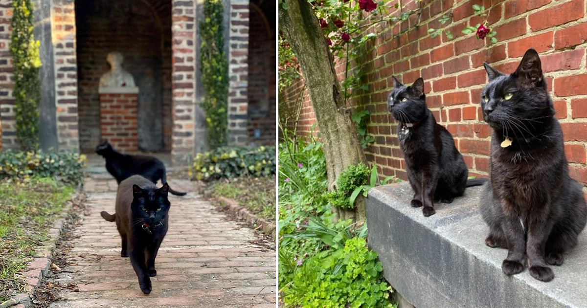 Poe Museum Logo Poe Museum Is Home To Black Cat Guides, Pluto And